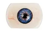 可愛いドール#J021ヘッド 158cm Cカップ 掲載画像フルシリコン製 眉毛と睫毛植毛加工あり 1:1 ライフサイズ リアルドール ラブ ...